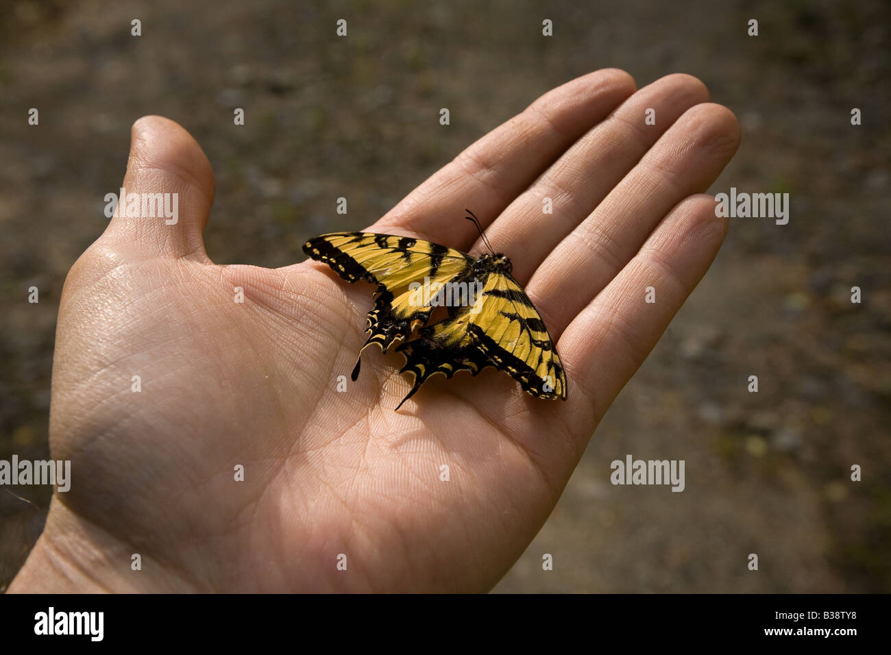 Dead monarch butterfly hi-res stock photography and images - Alamy