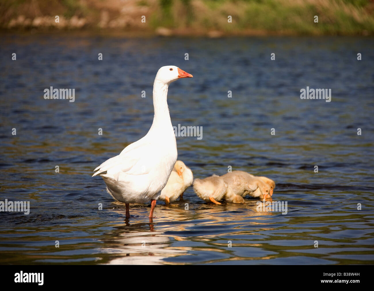A family of geese including seven goslings on the River Ribble at ...