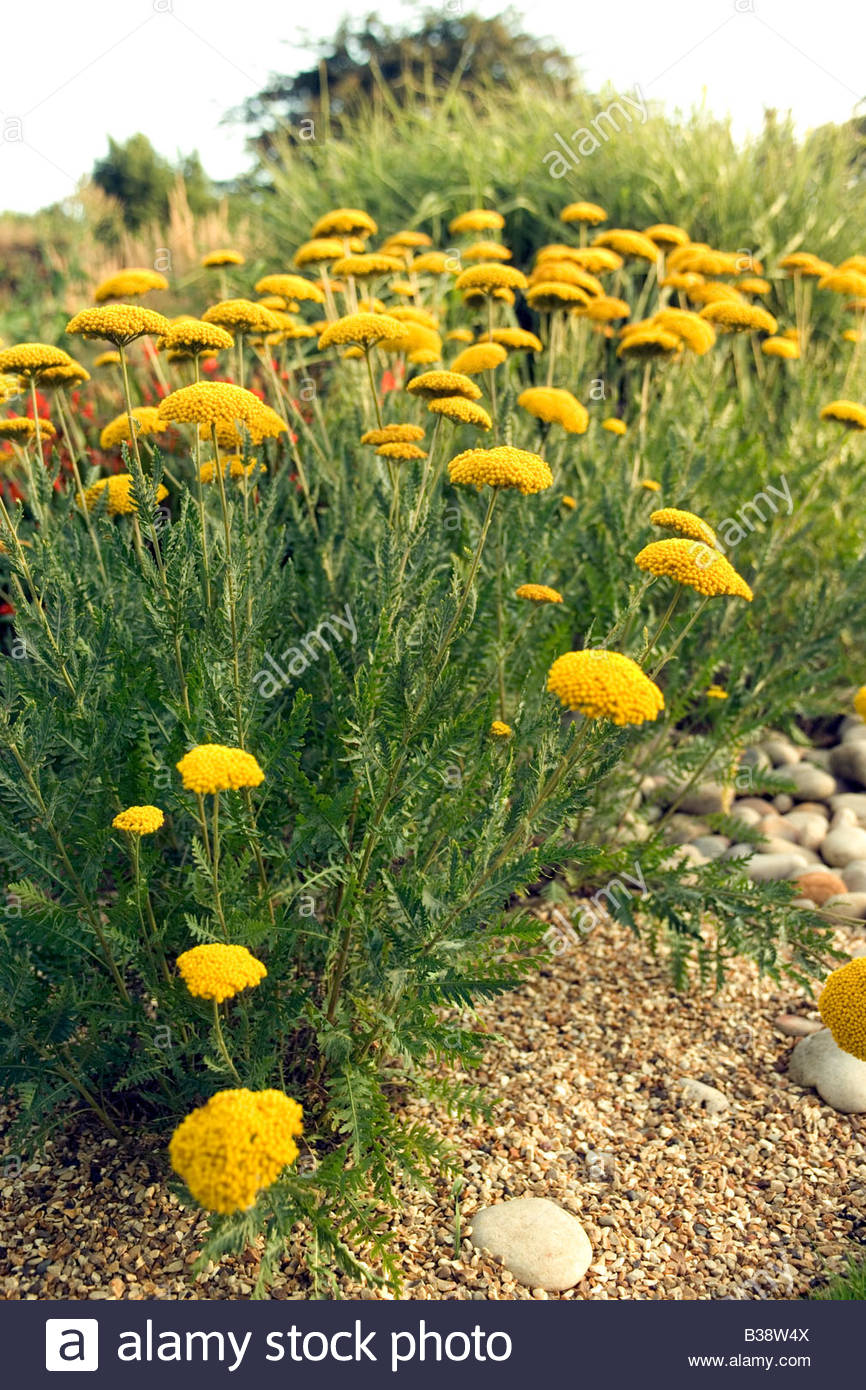 Robust Perennial Stock Photos & Robust Perennial Stock Images - Alamy