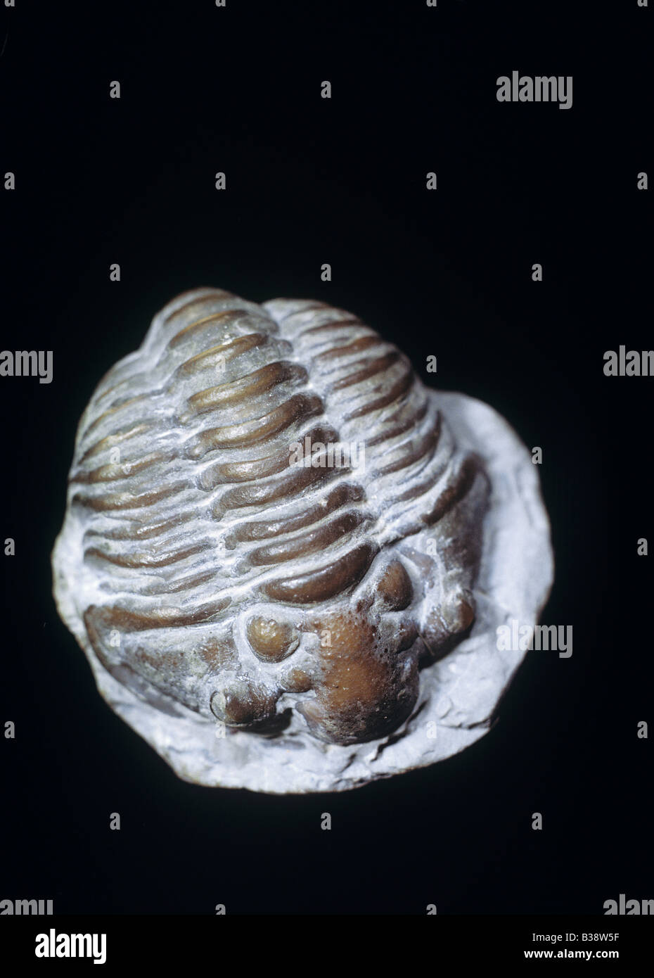 Trilobite Calymene blumbeybachi Silurian Devonian Wenlock series Stock ...