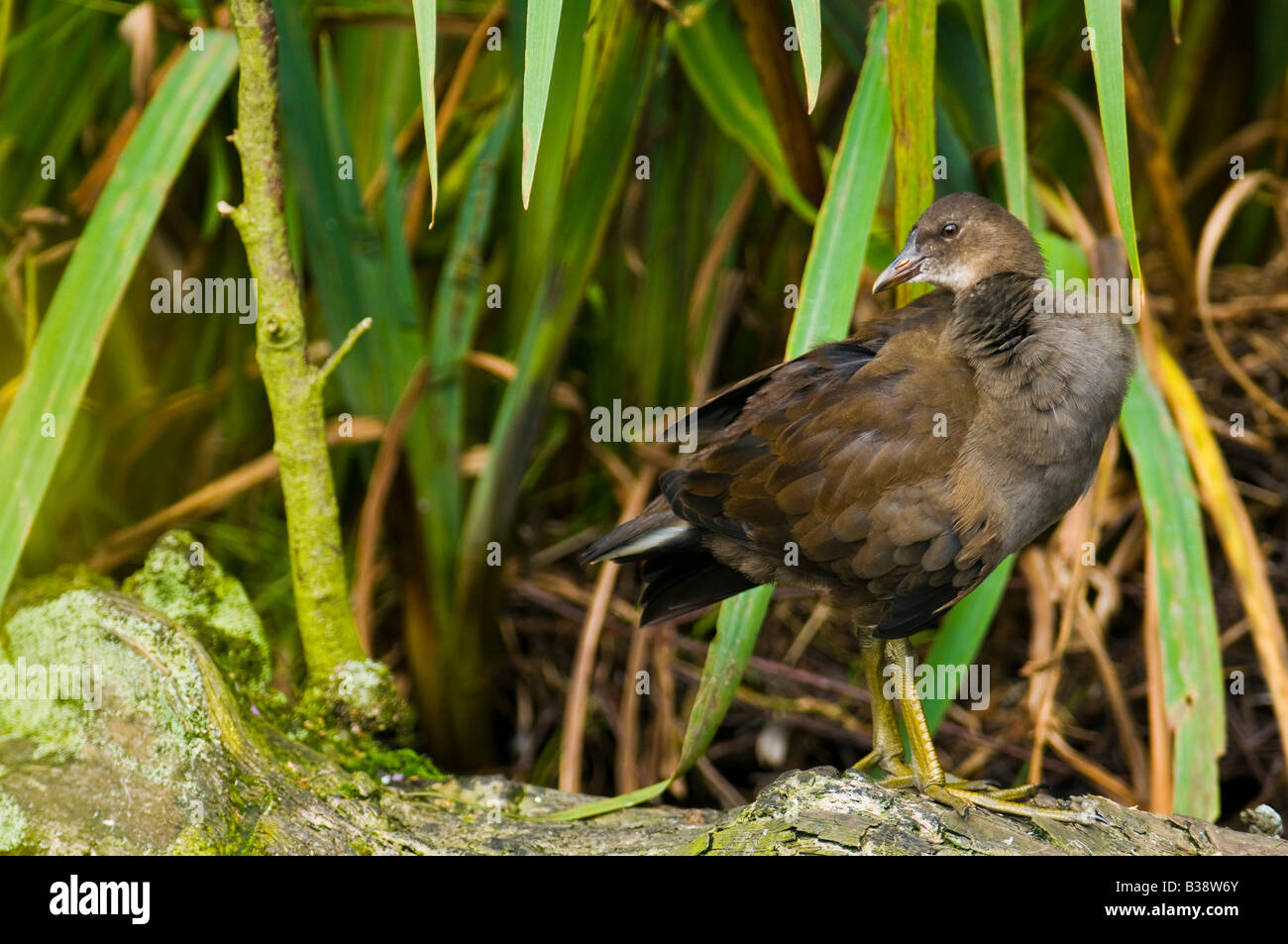 Juvenile moorhen hi-res stock photography and images - Alamy
