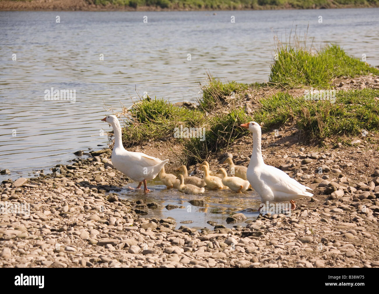 A family of geese including seven goslings by the River Ribble at ...