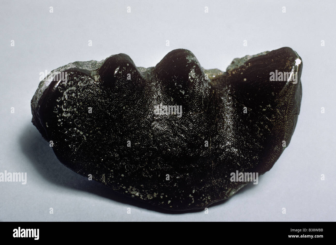 Tooth of Triassic lungfish Ceratodus latissimus Rhaetic Avon Stock ...