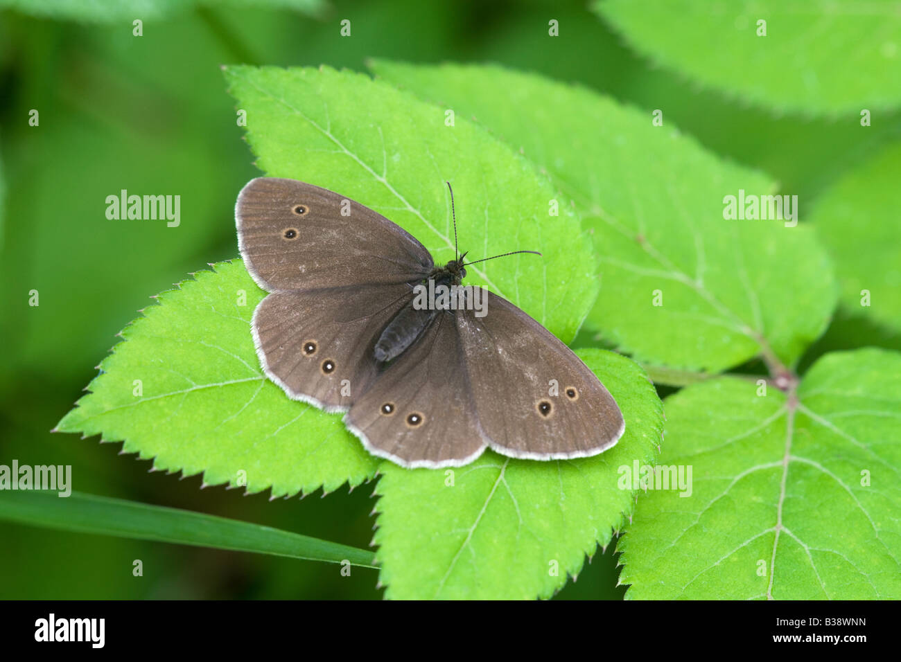 Ringlet Aphantopus hyperantus adult butterfly at rest on a leaf Stock ...