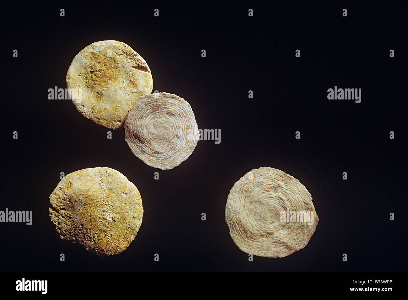 Nummulites fossil protozoa Stock Photo - Alamy