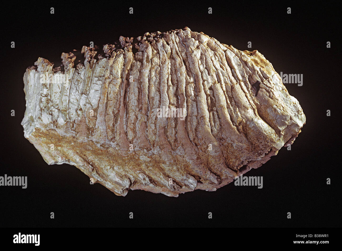 Fossil teeth hi-res stock photography and images - Alamy
