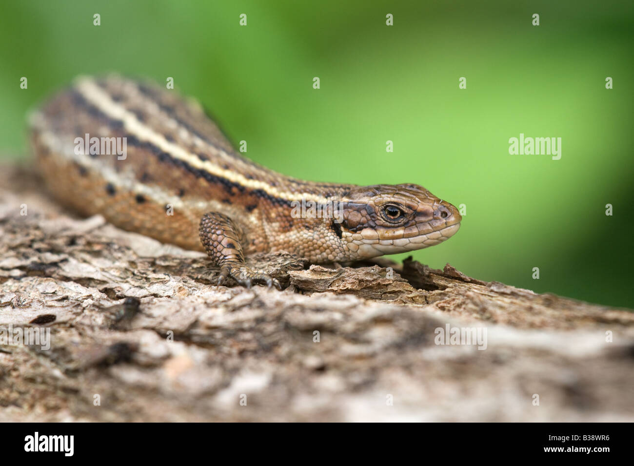 Common Lizard High Resolution Stock Photography and Images - Alamy