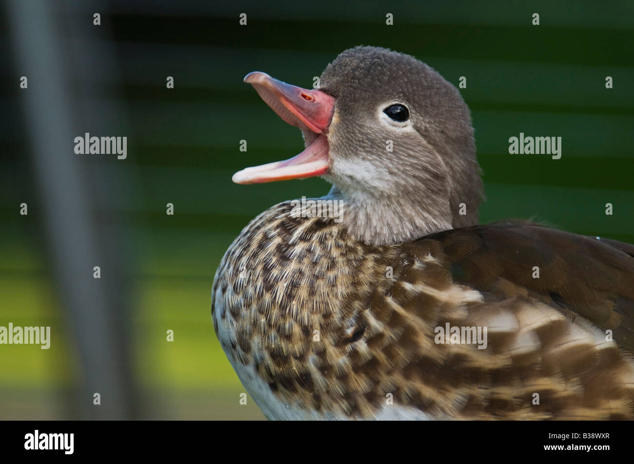 Swimmer duck hi-res stock photography and images - Alamy