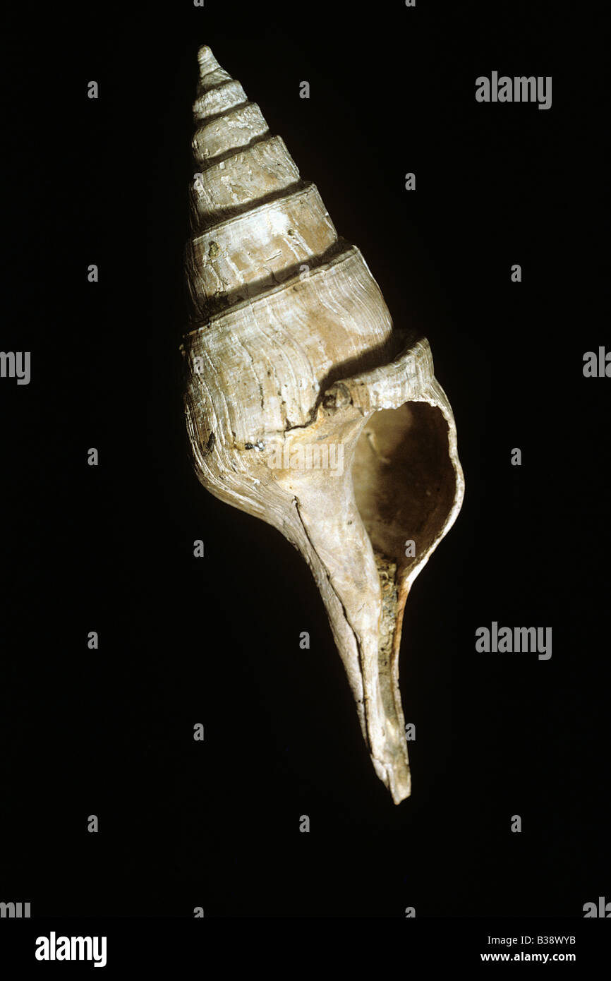 Gastropod fossils hi-res stock photography and images - Alamy