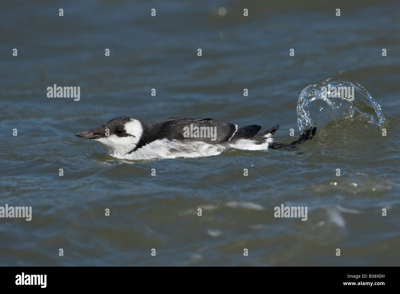 Uria aalge swim hi-res stock photography and images - Alamy