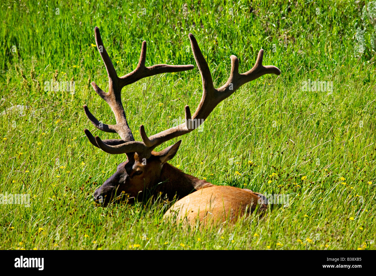 Elk resting in meadow Stock Photo - Alamy