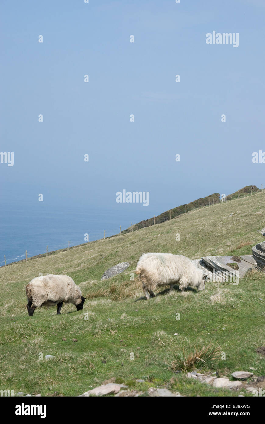 Ireland farm animals hi-res stock photography and images - Alamy