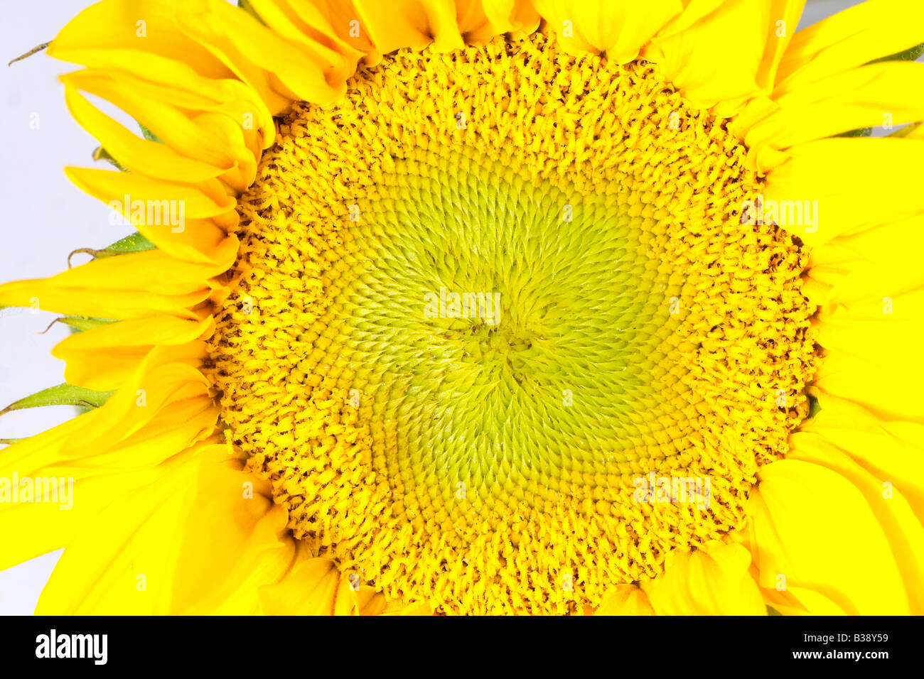 Sun Flower close up at the blooming Stock Photo - Alamy