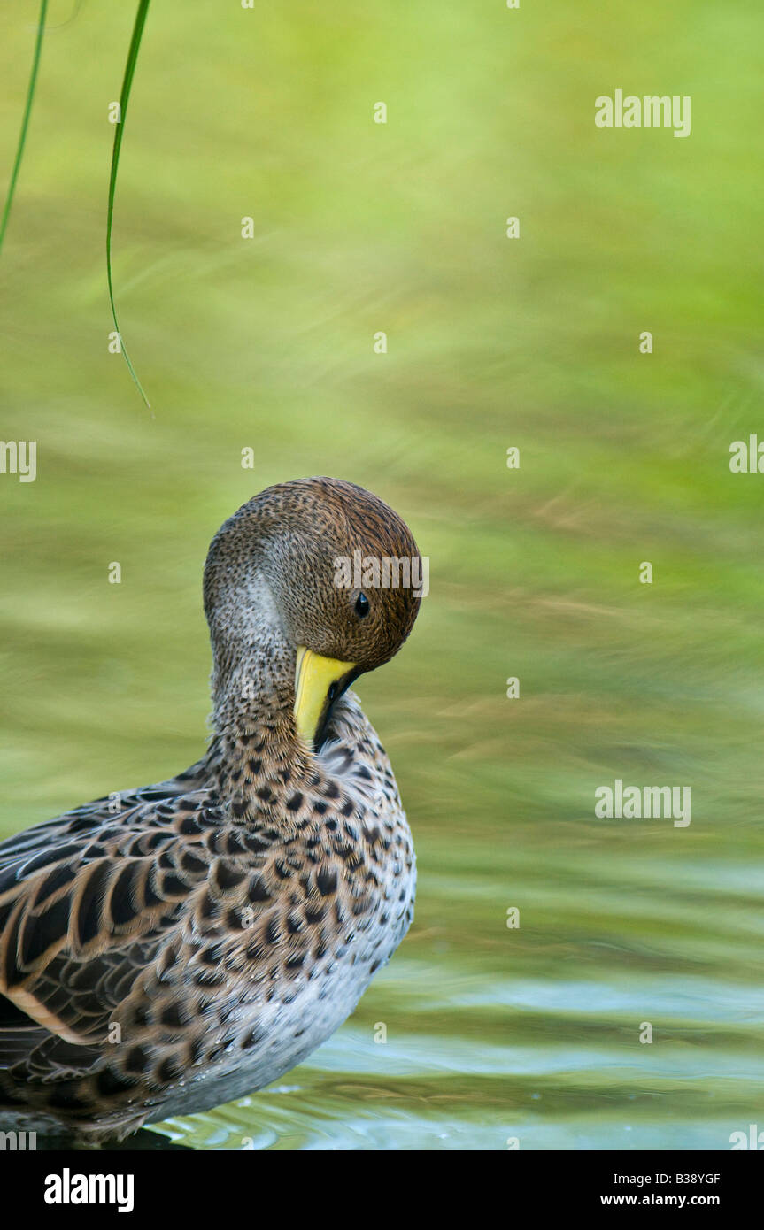 African yellow bill duck hi-res stock photography and images - Alamy