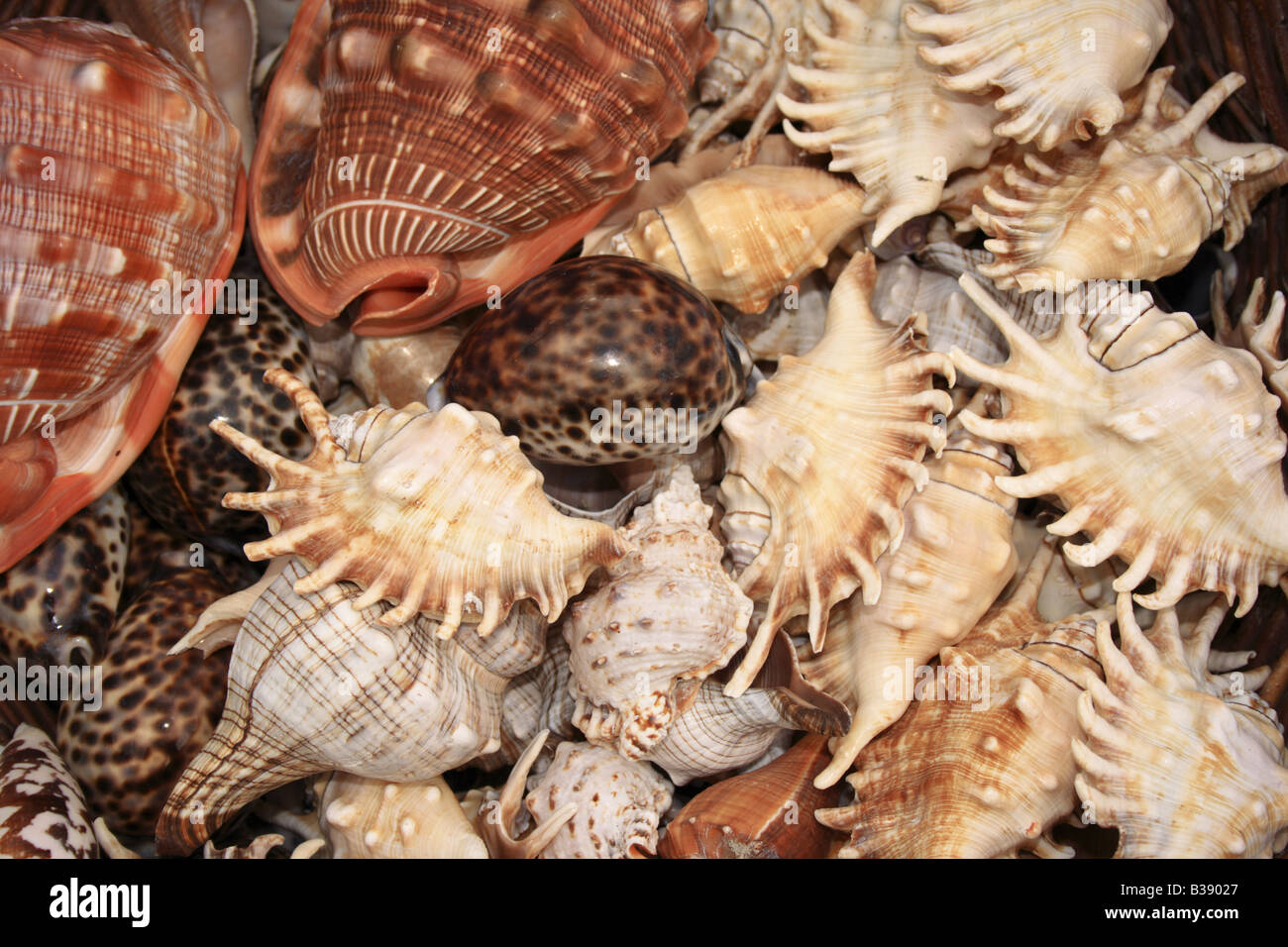 selection of various sea shells at display. Photo by Willy Matheisl ...