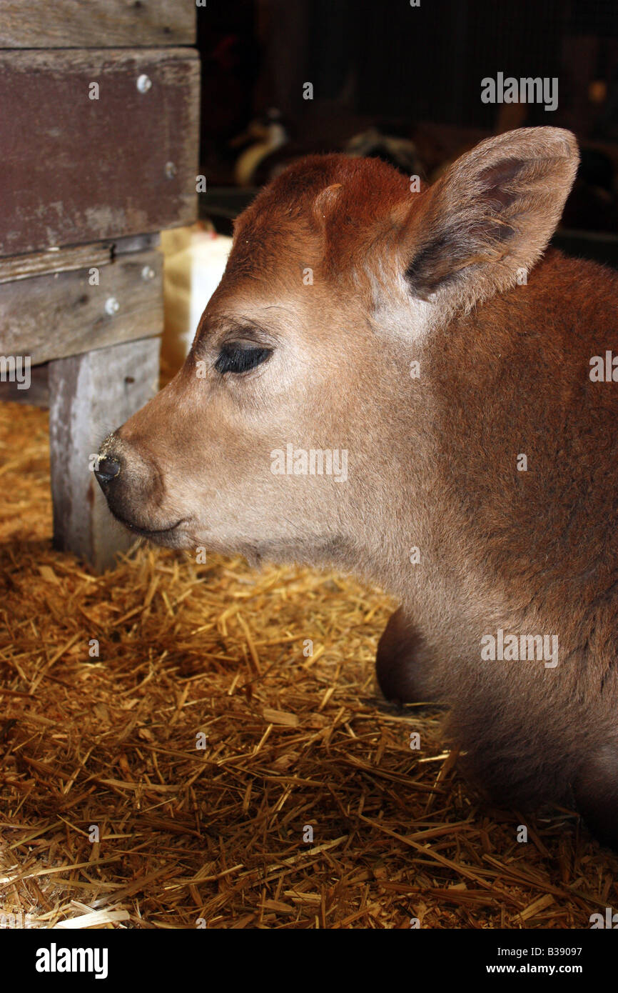 SIDE HEAD VIEW OF A COW HEAD VERTICAL BDB11299 Stock Photo - Alamy