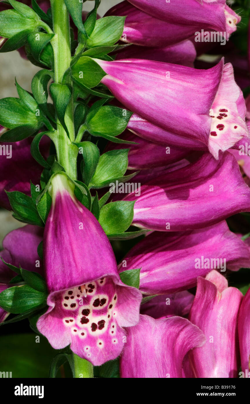 Hanging flower group Stock Photo - Alamy