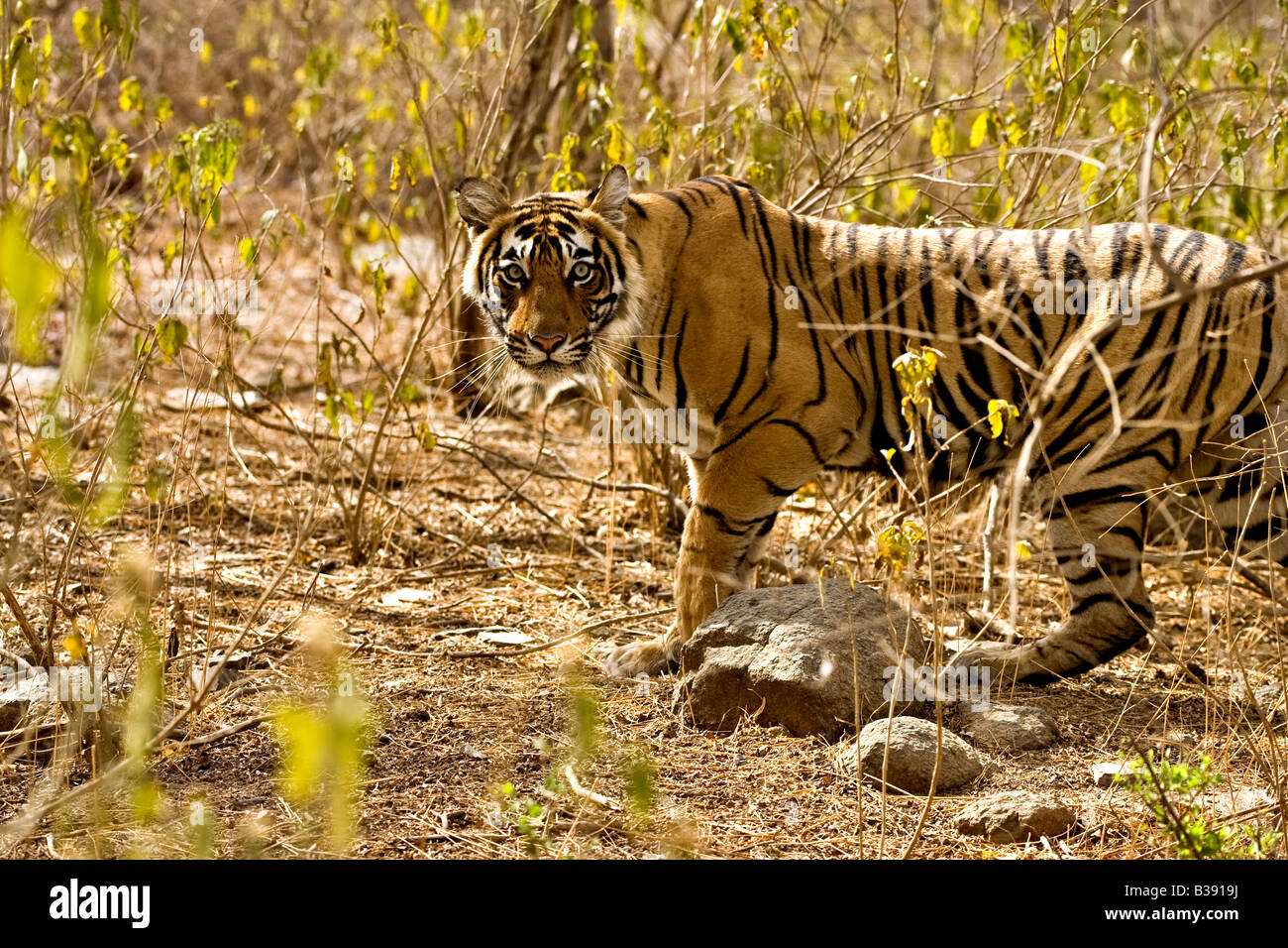 Tiger alert hi-res stock photography and images - Alamy