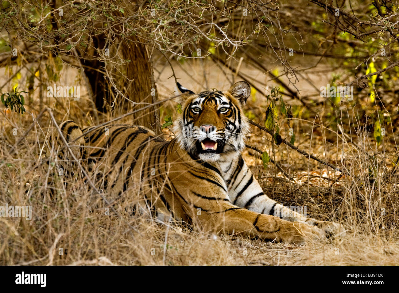 Frontal shot of an alert tiger sitting in the jungle Stock Photo - Alamy
