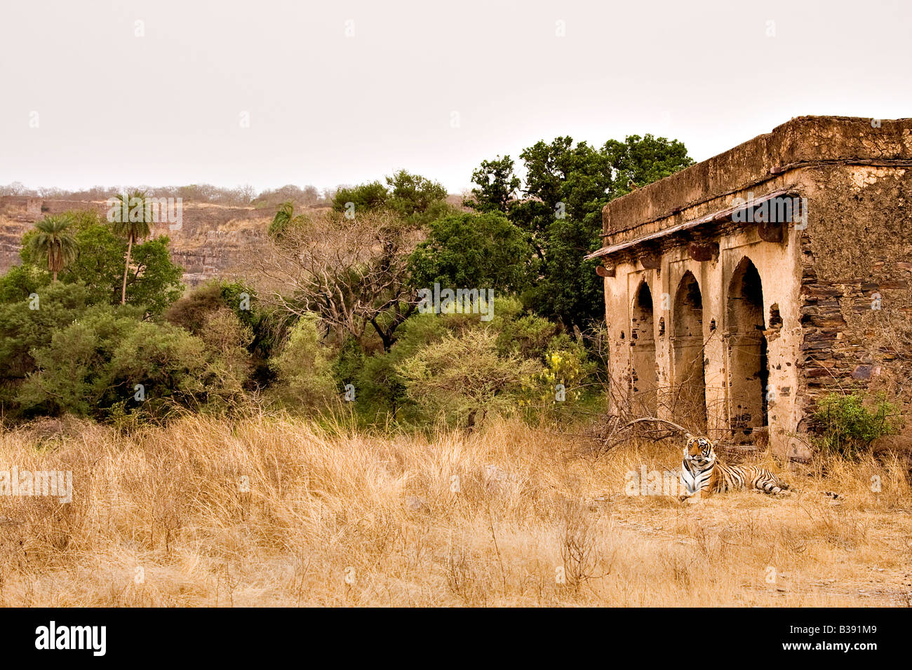 Wild tiger sitting in front of an ancient monument or ruined building ...