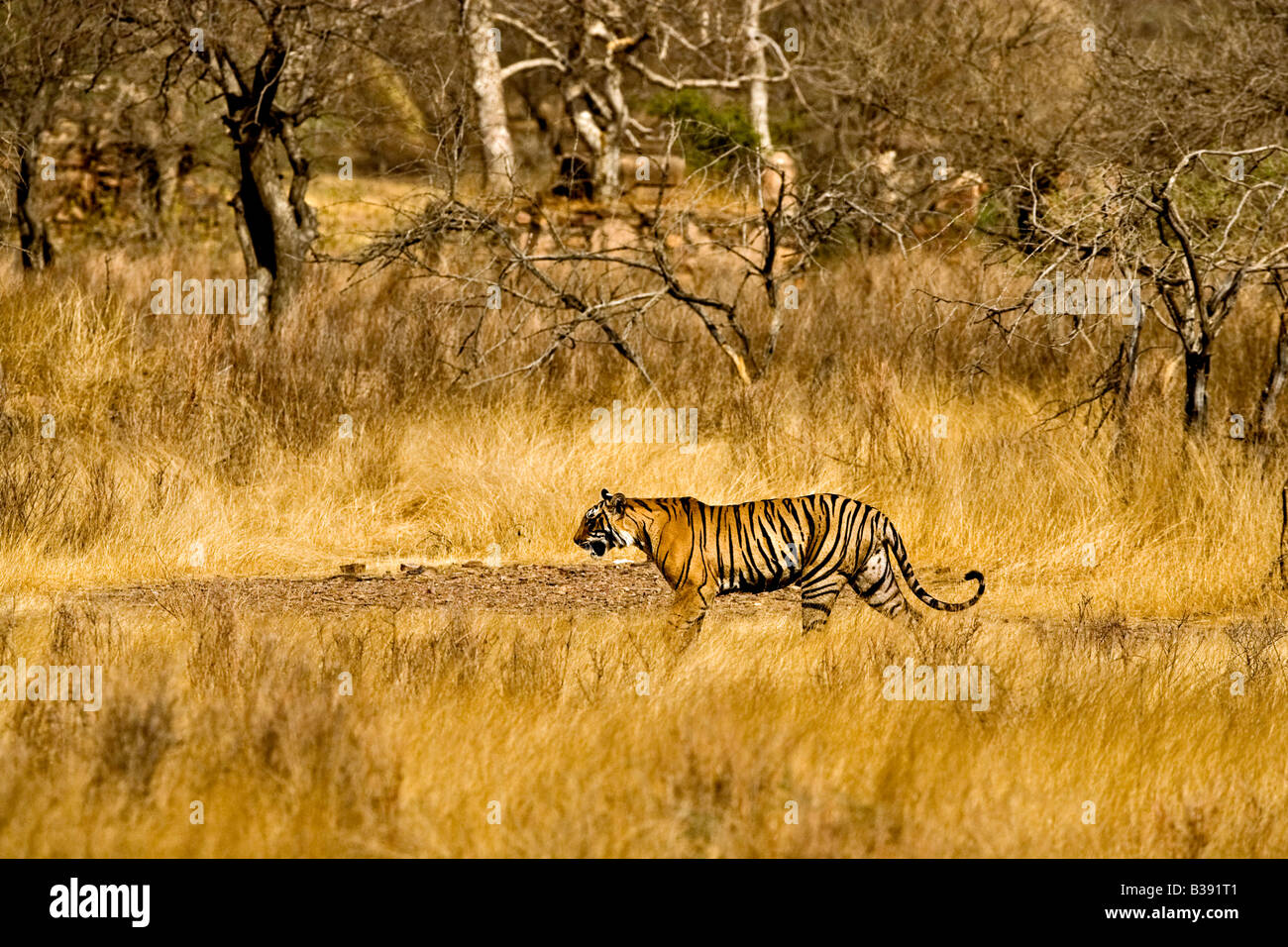 Tiger walking across golden grass in the golden dry bush forest of ...