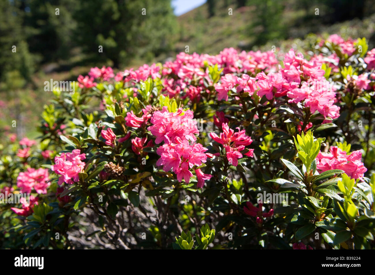 Alpine rose hi-res stock photography and images - Alamy