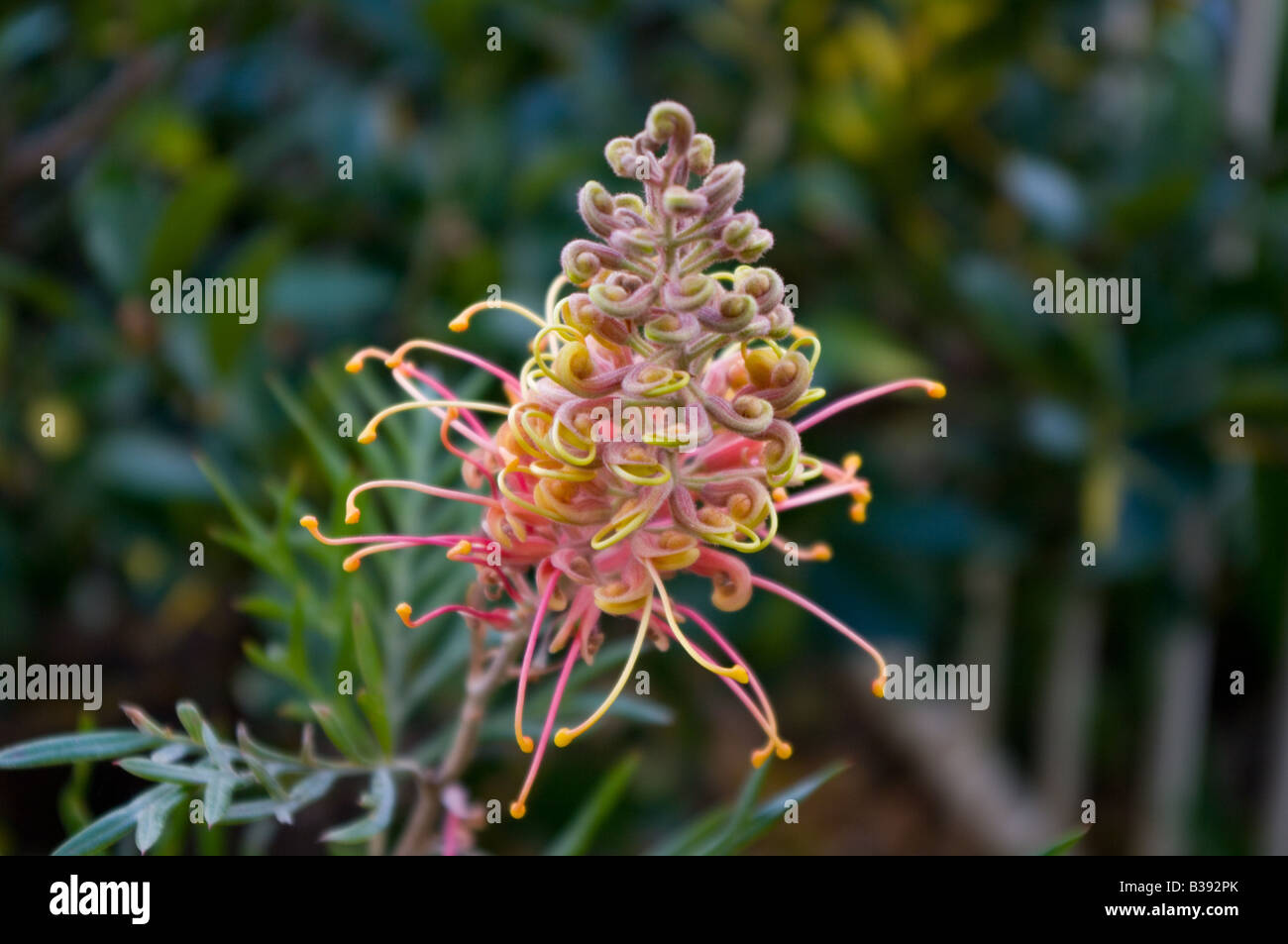 Australian native plant hi-res stock photography and images - Alamy