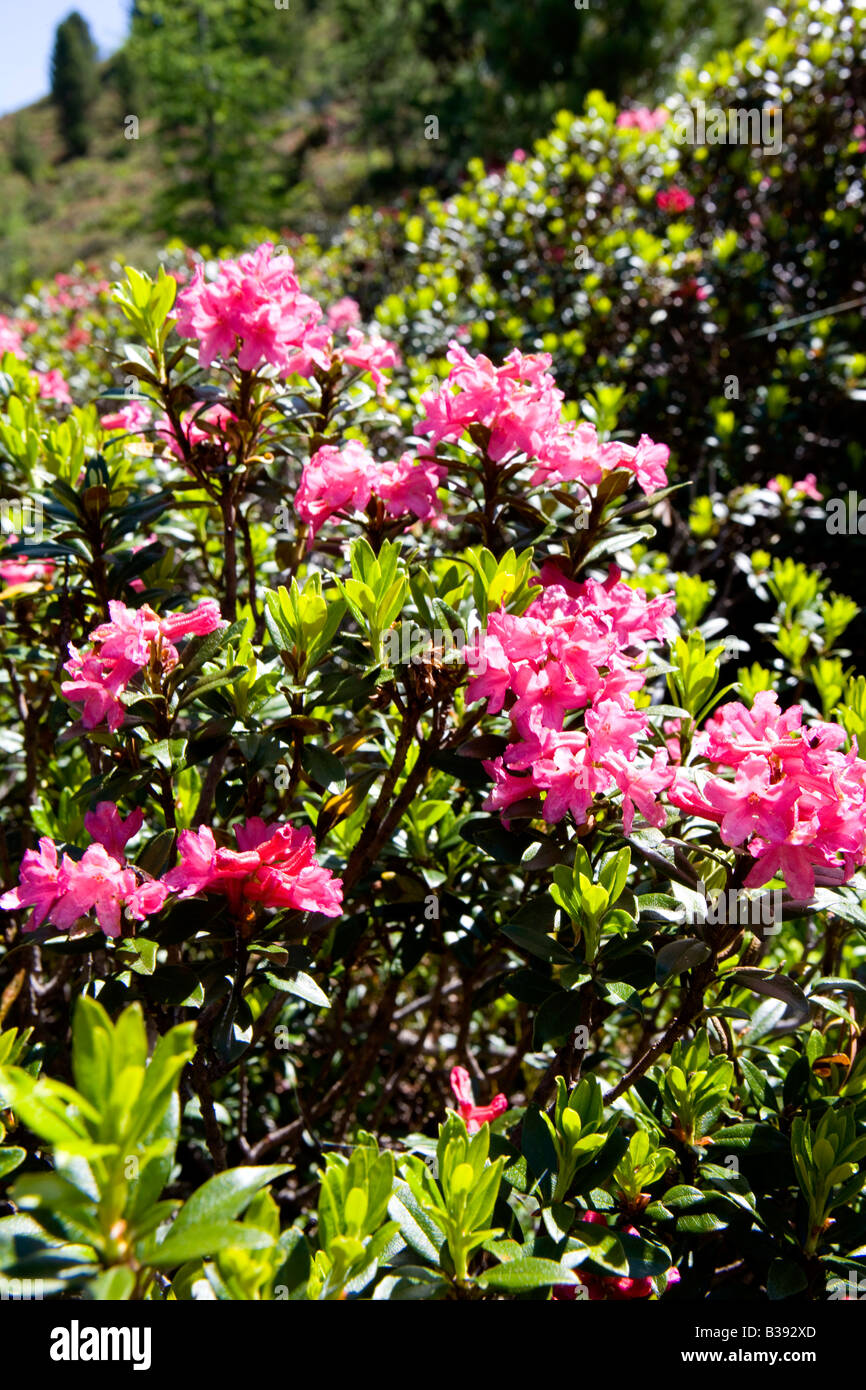 Alpine rose hi-res stock photography and images - Alamy