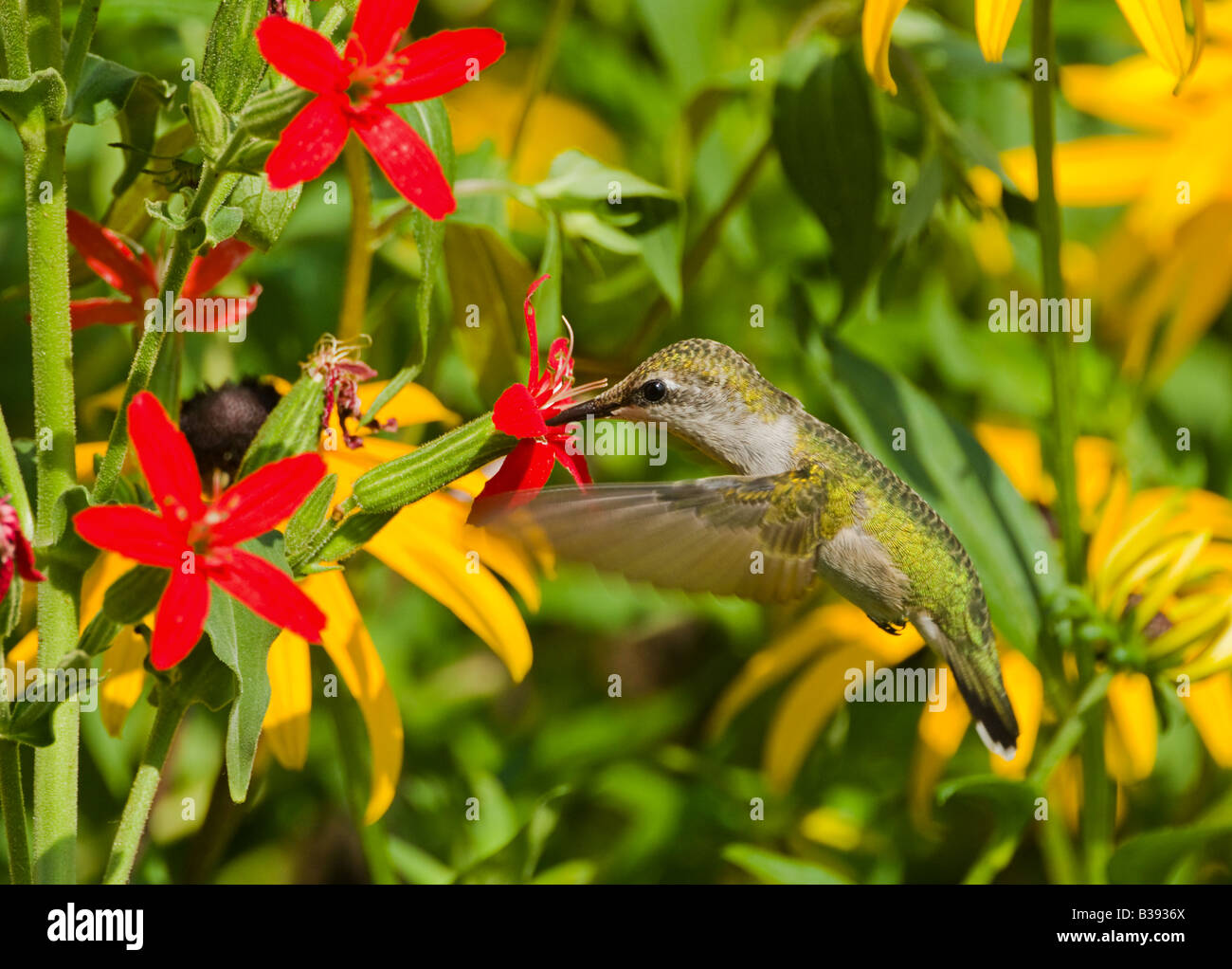 A ruby throated hummingbird feeds from Royal catchfly plant Stock Photo ...