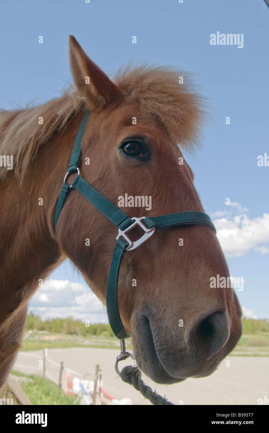 Halter pony hi-res stock photography and images - Alamy