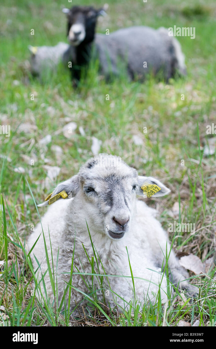 Sheep in an enclosed pasture Stock Photo - Alamy