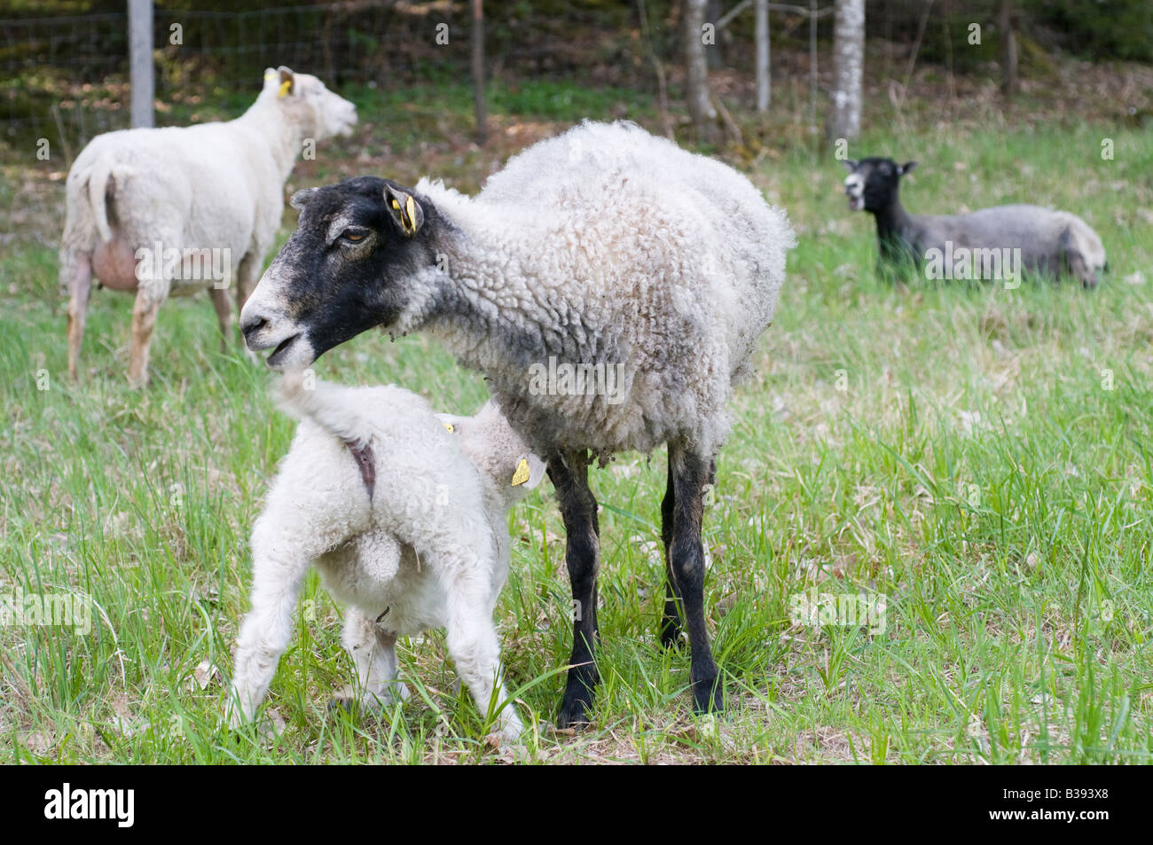 Nursing sheep hi-res stock photography and images - Alamy