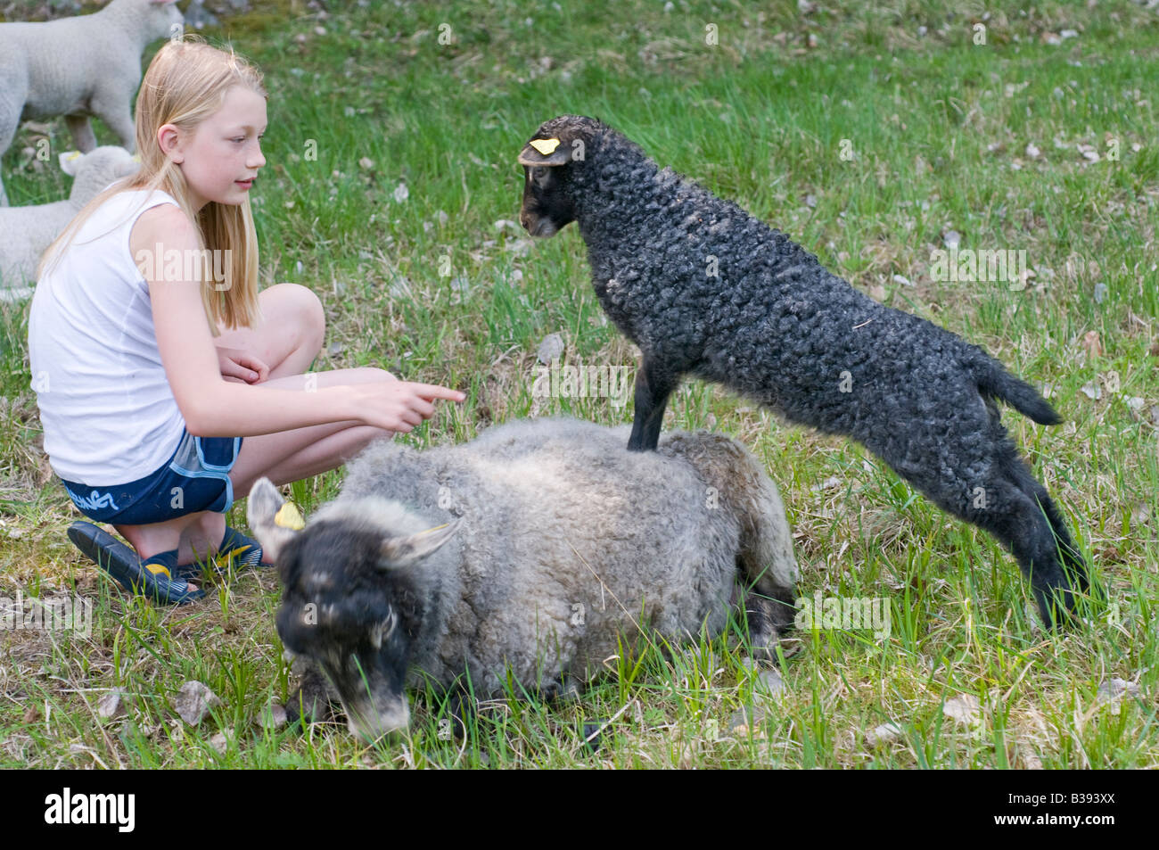 Girl shepherd with her sheep. Lamb standing on her maother talking to ...