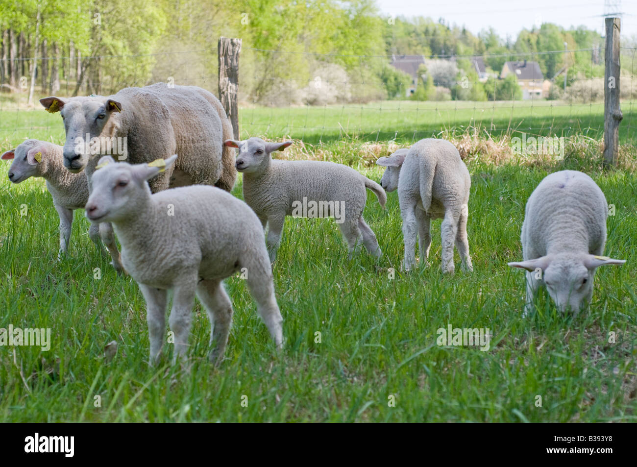 Enclosed sheep hi-res stock photography and images - Alamy