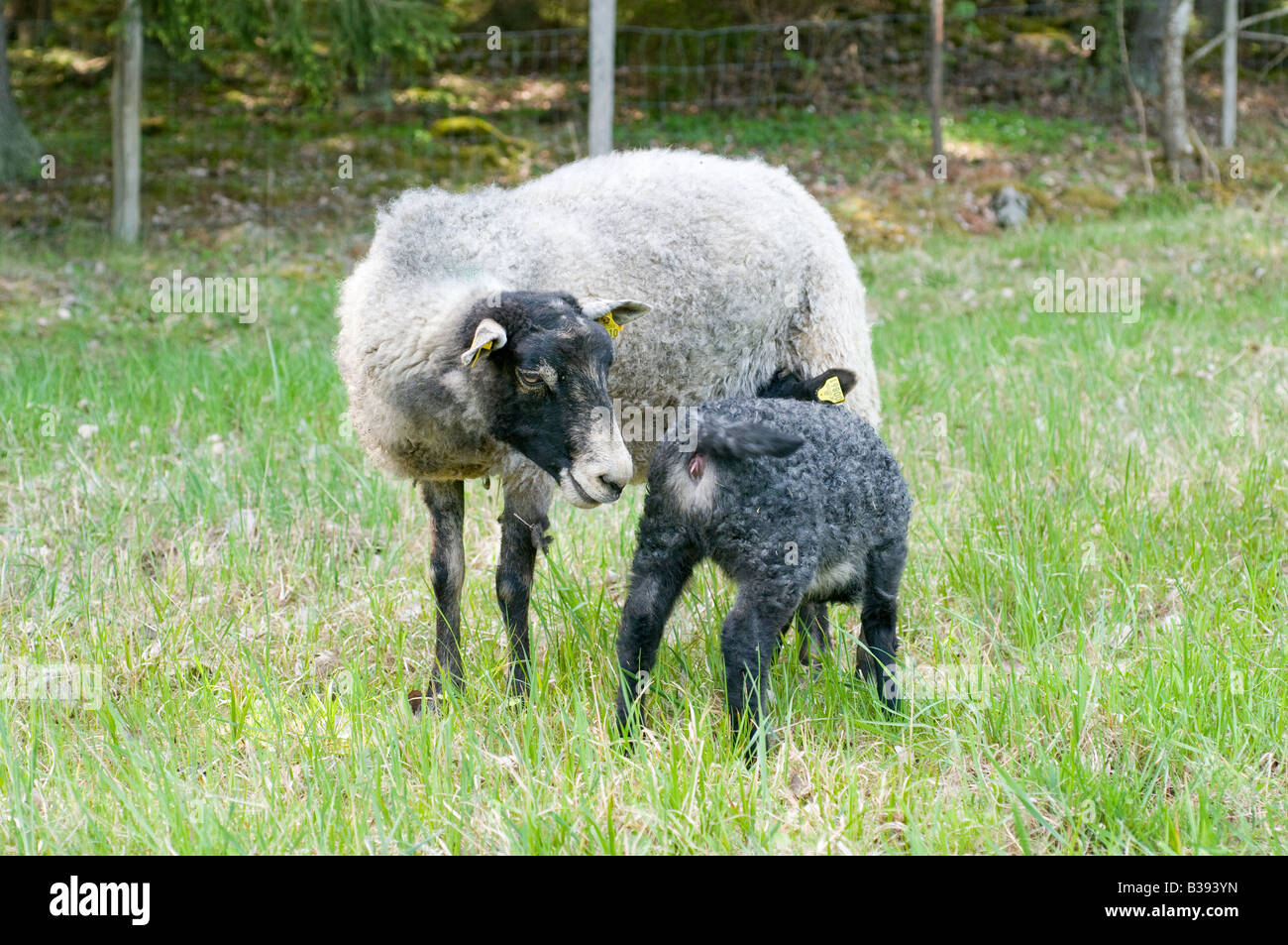 Child milk lamb hi-res stock photography and images - Alamy