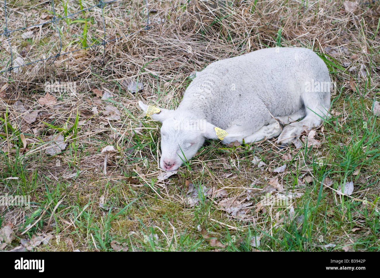 Sleep Sheep High Resolution Stock Photography and Images - Alamy
