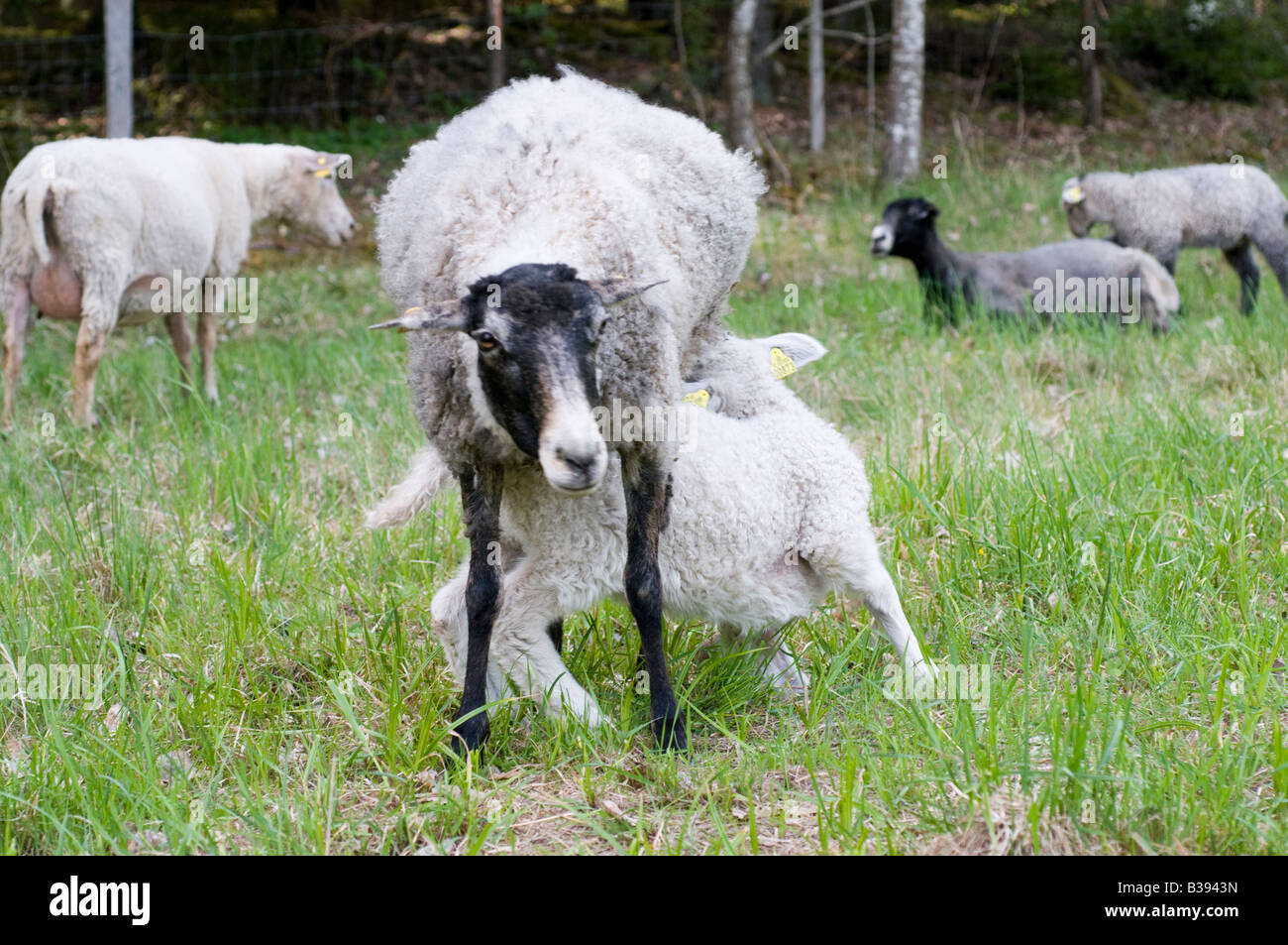 Sheep nursing hi-res stock photography and images - Alamy