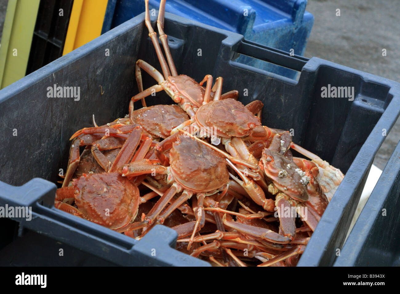 Freshly caught Atlantic snow crabs at dock in Petty Harbour ...