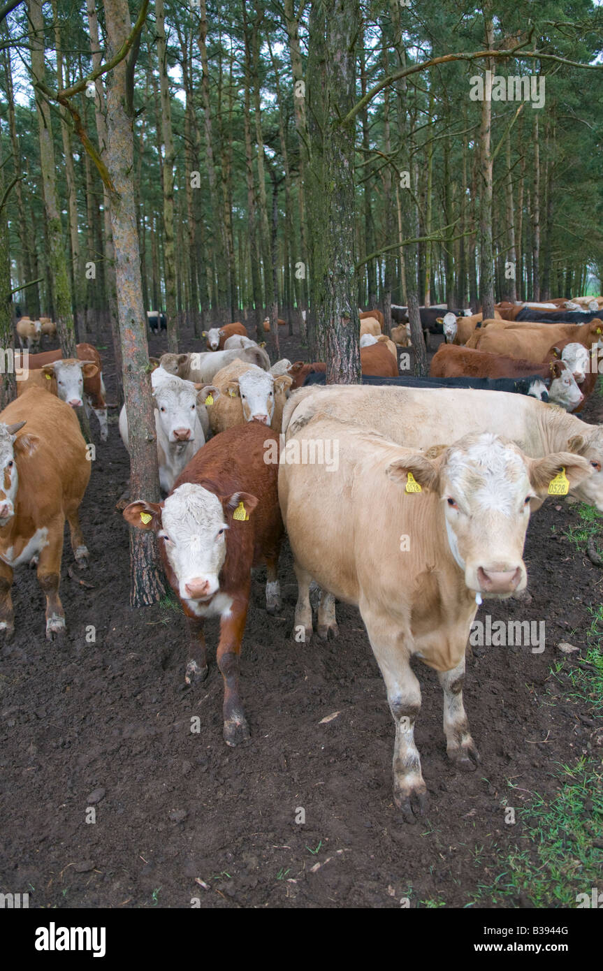 Cows in a wood Stock Photo - Alamy