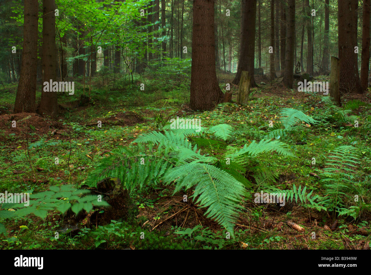 Fern Filicophyta in morning forest on Liptov, Slovakia Stock Photo - Alamy