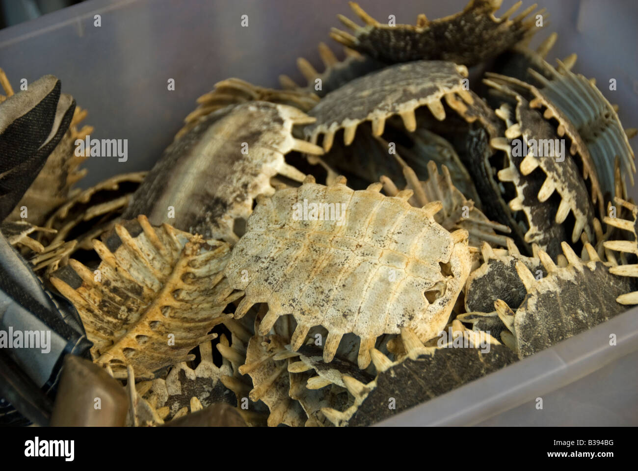 Turtle carapaces hi-res stock photography and images - Alamy