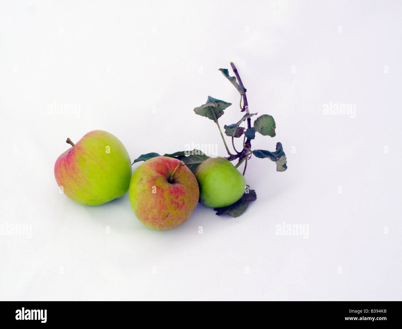 Apple tree trunk leaves hi-res stock photography and images - Alamy