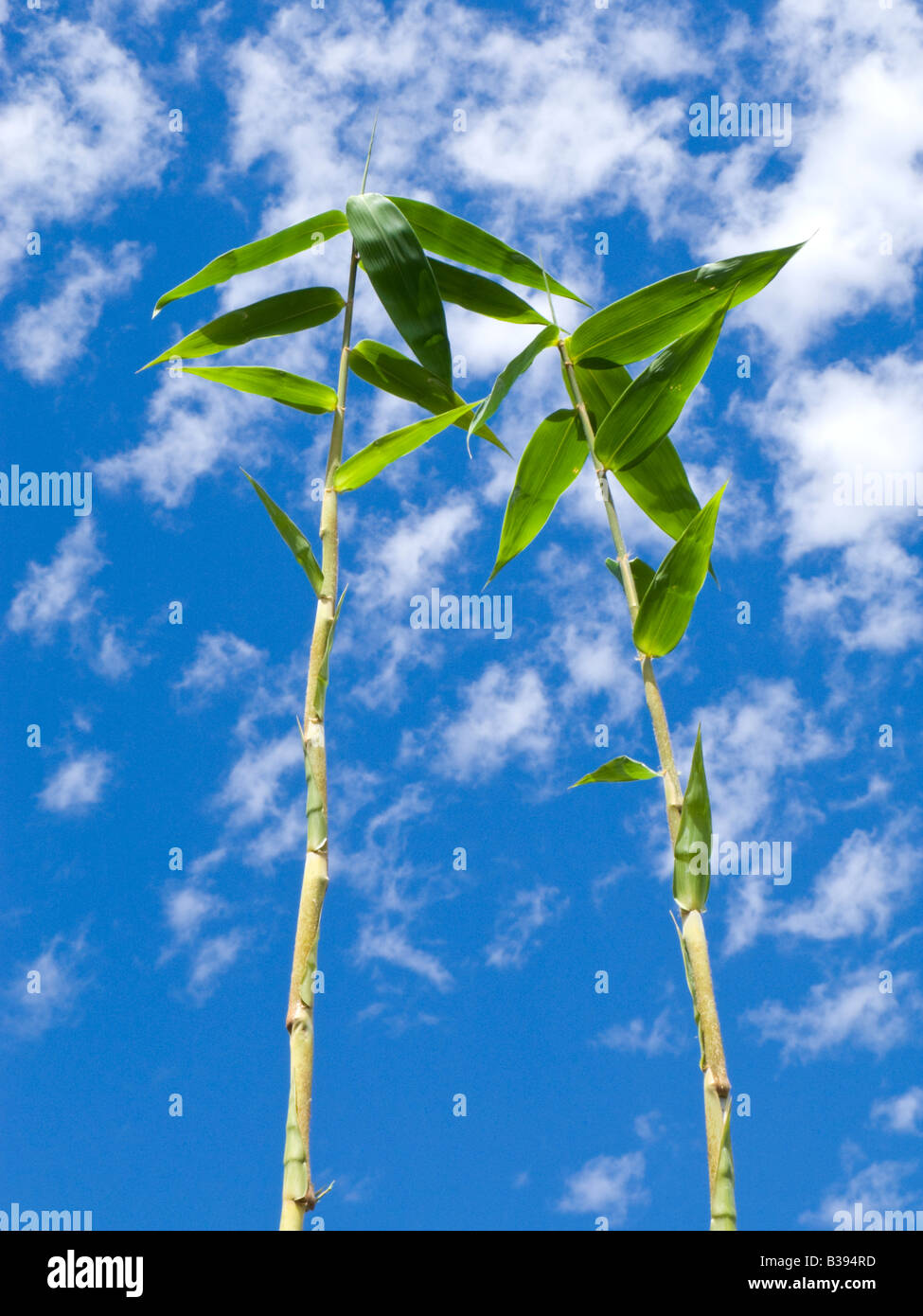 bamboo blue sky Stock Photo - Alamy