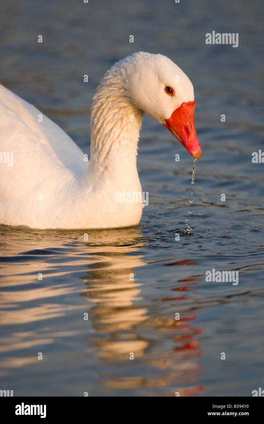 A goose swims at sunset at Lindo Lake Park, one of San Diego County's ...