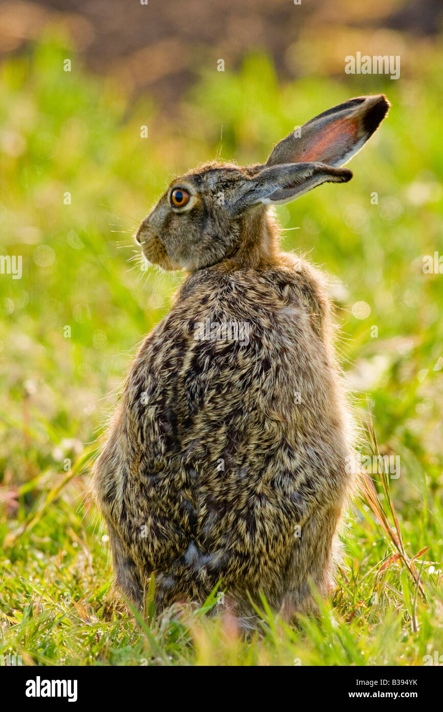 Hare sitting hi-res stock photography and images - Alamy