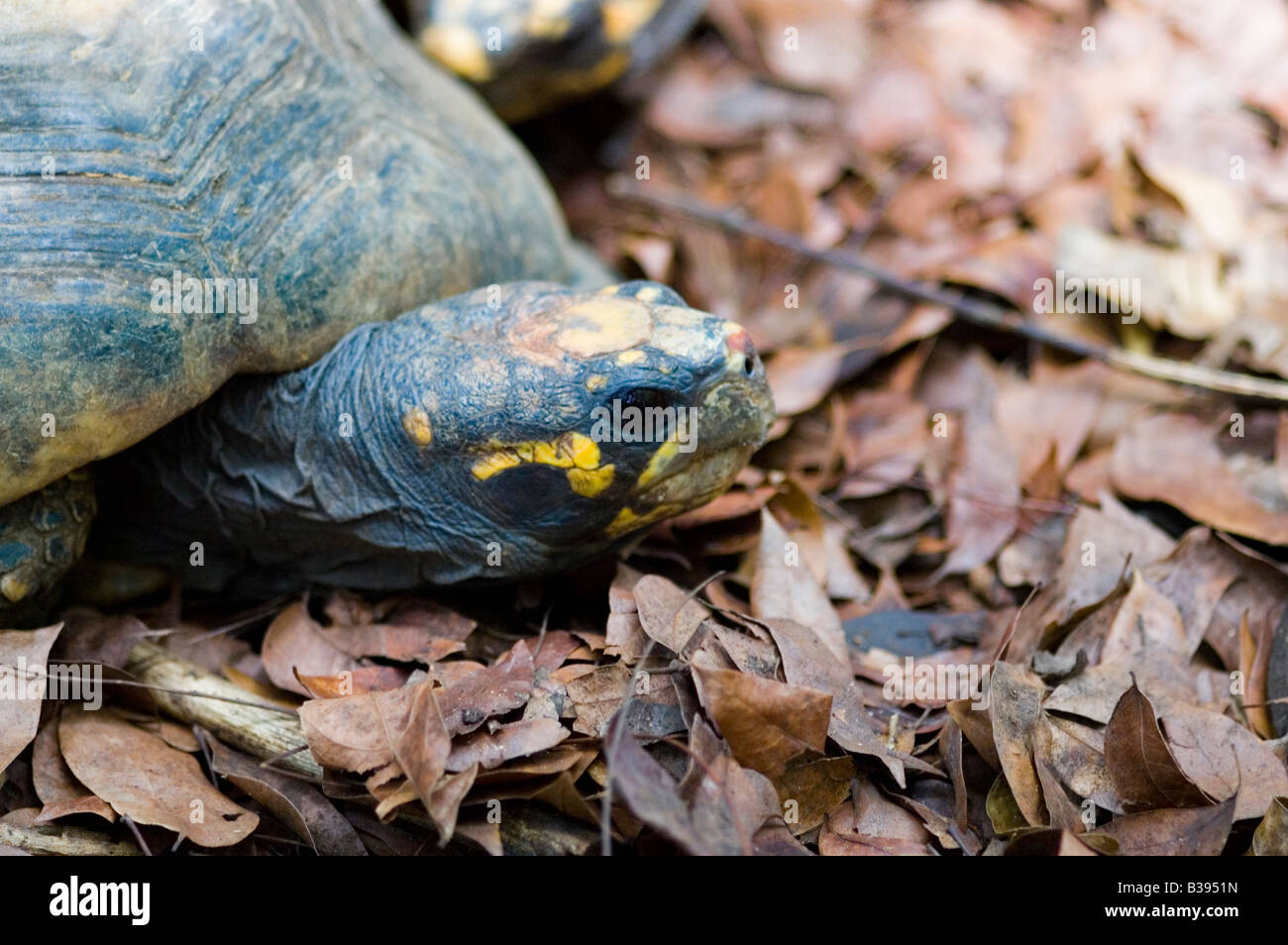 Caribbean tortoise hi-res stock photography and images - Alamy