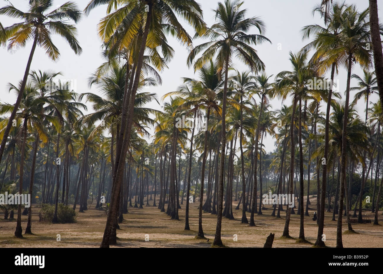 India palms trees hi-res stock photography and images - Alamy