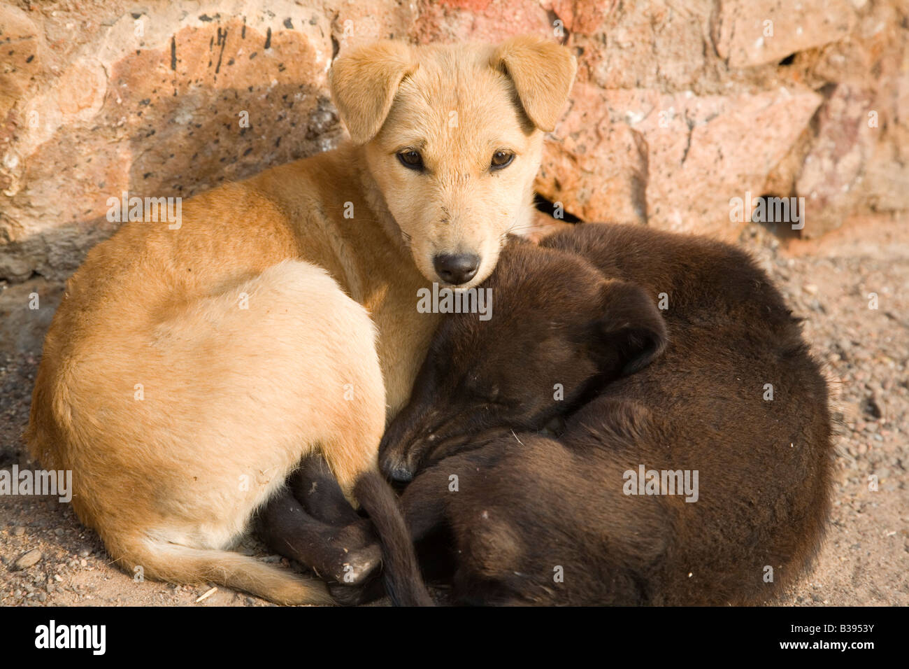 Why Do Puppies Huddled Together