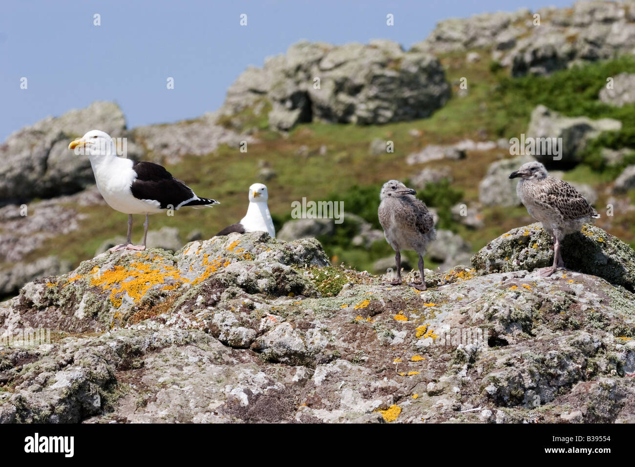 Great Black backed gull (Larus marinus) with youngs, Skomer Island ...