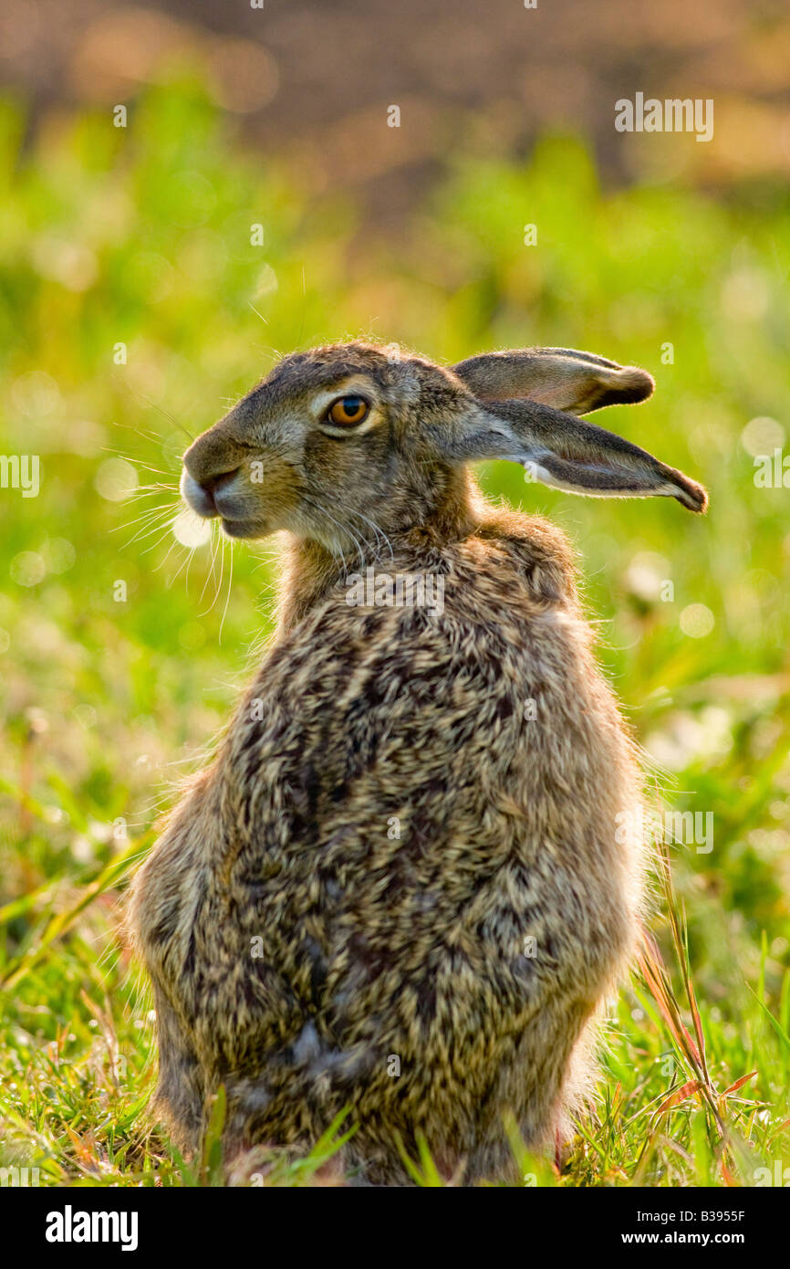 Hare sitting in a field the photo was taken in the early morning Stock ...